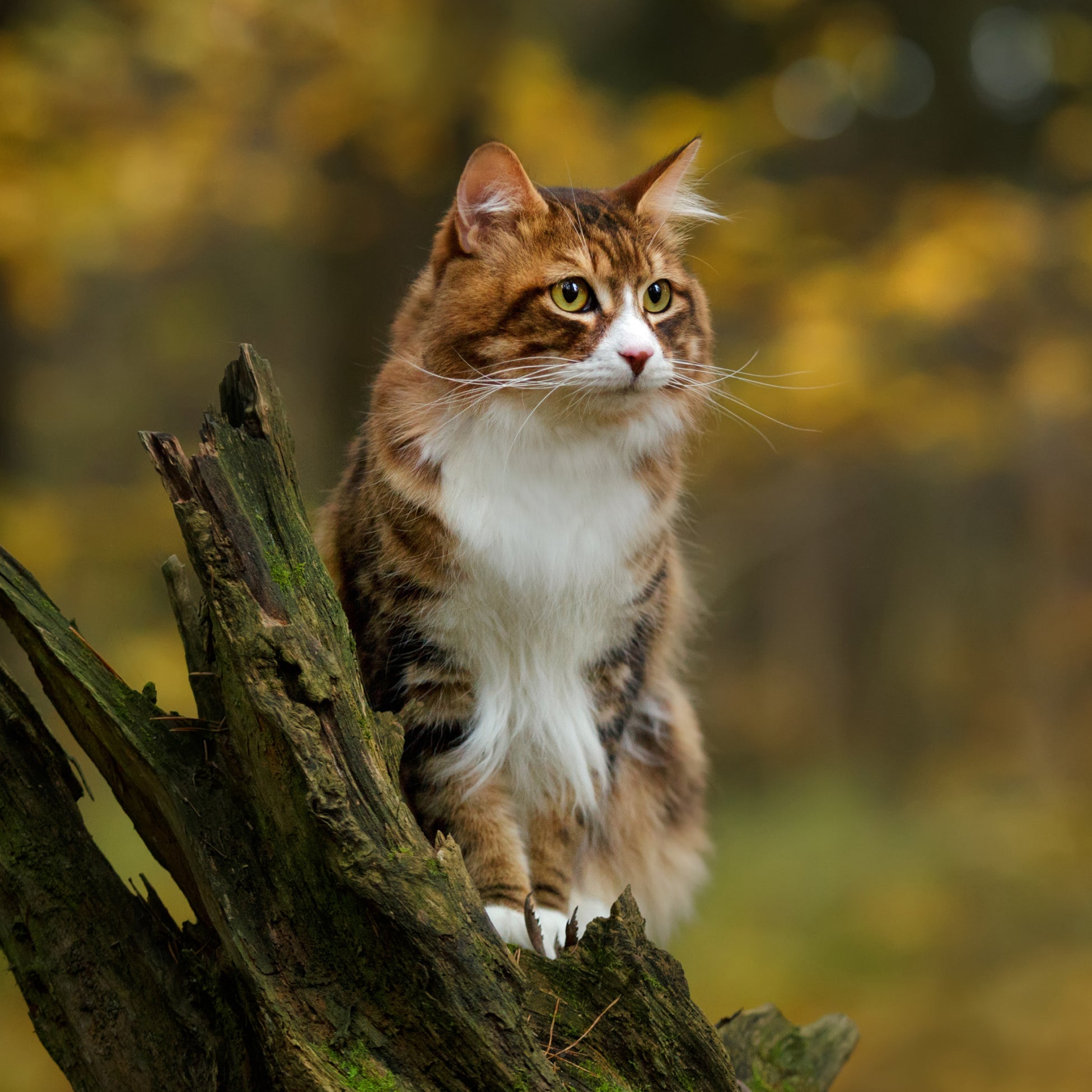 Manuka Vet